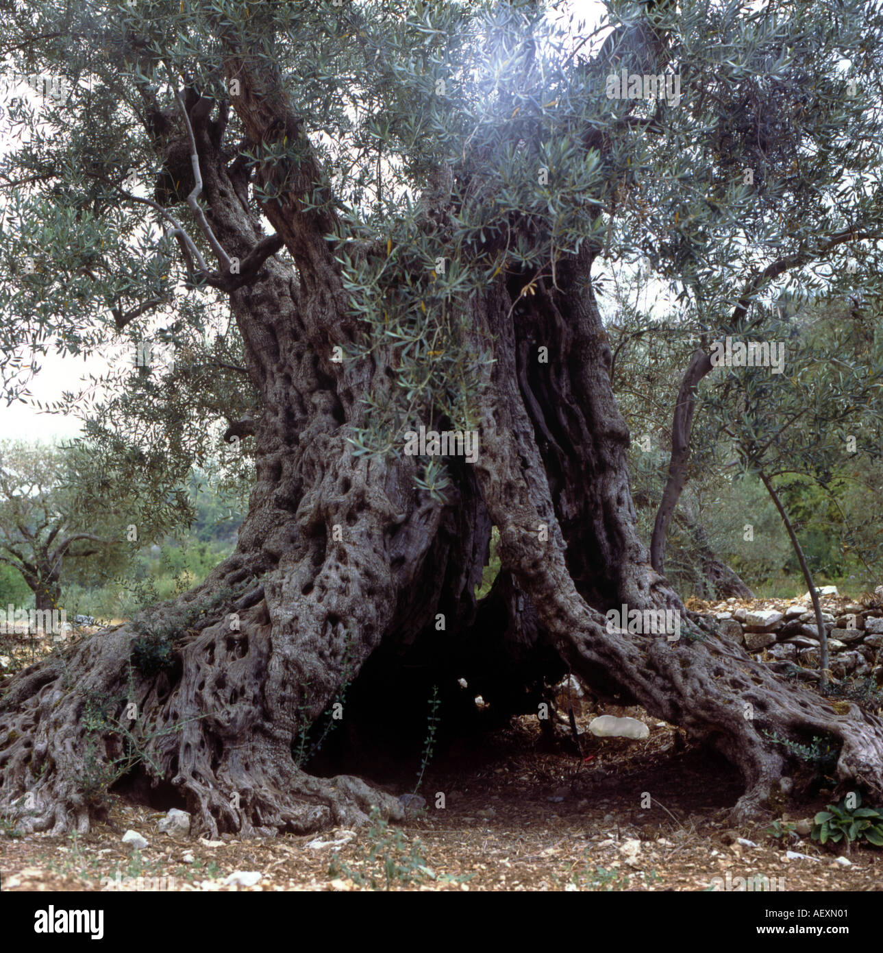 olive tree aged 2000 bechaaly countryside lebanon Stock Photo - Alamy