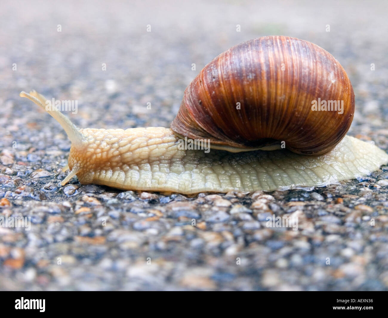 Snail shell slow house home antennae animal hi-res stock photography ...