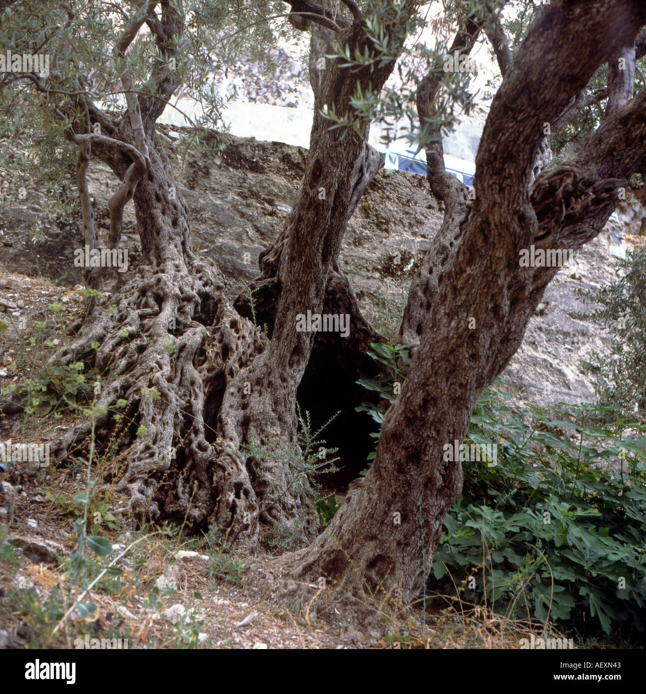 olive tree aged 2000 bechaaly village countryside lebanon Stock Photo ...