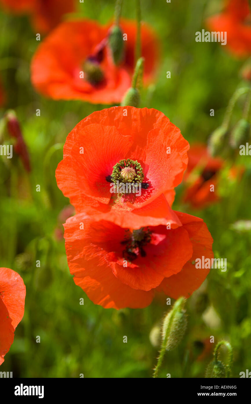 Common poppies (Papaver rhoeas), Norfolk, England Stock Photo - Alamy