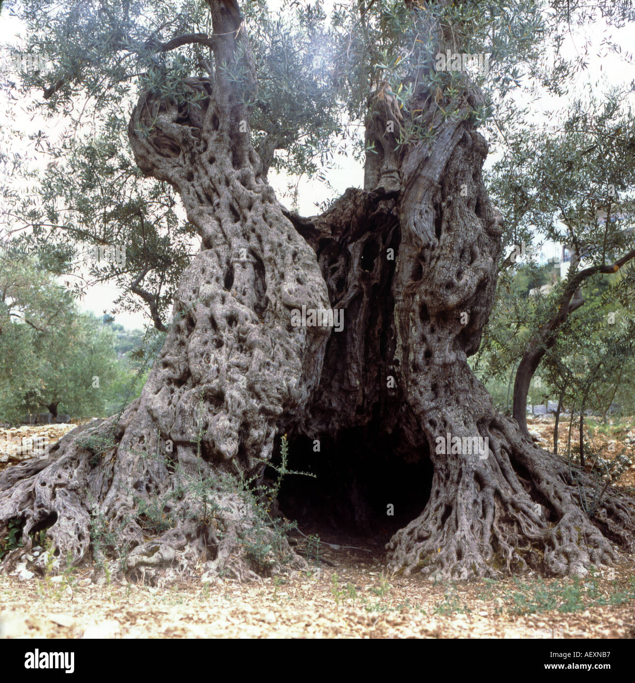 olive tree aged 2000 bechaaly village countryside lebanon Stock Photo ...