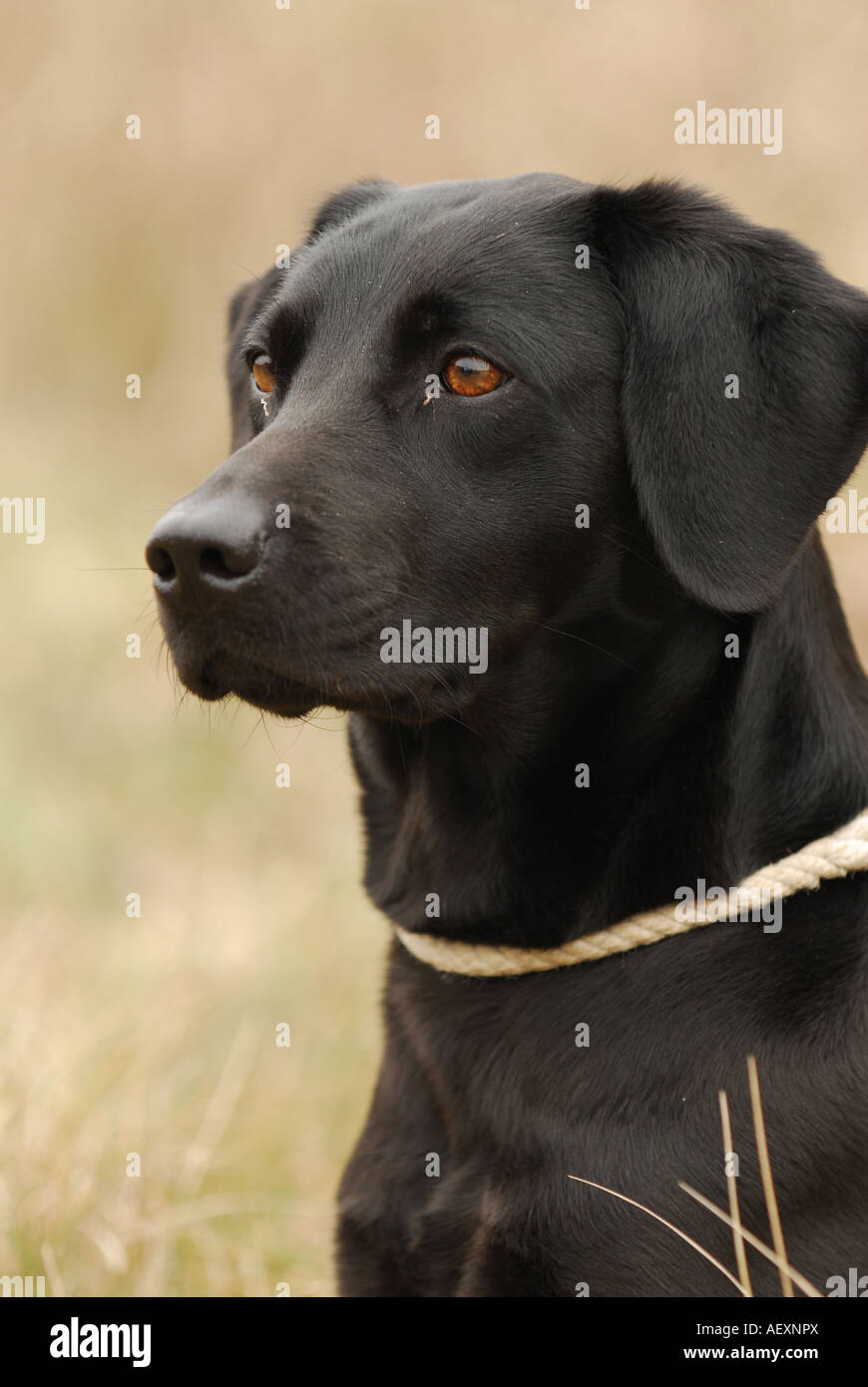 Labrador gun dogs hi-res stock photography and images - Alamy