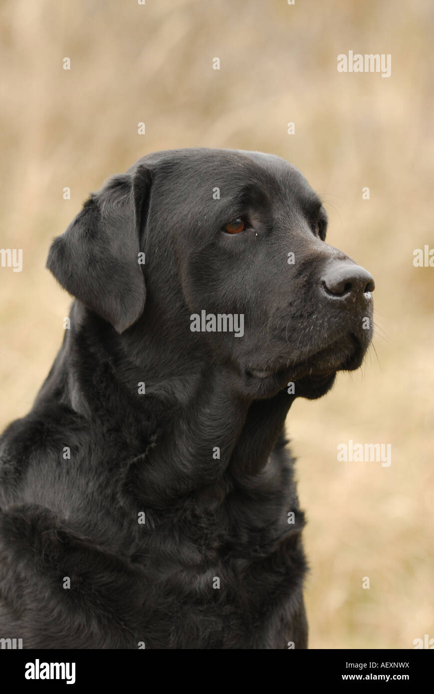 Labrador gun dogs hi-res stock photography and images - Alamy