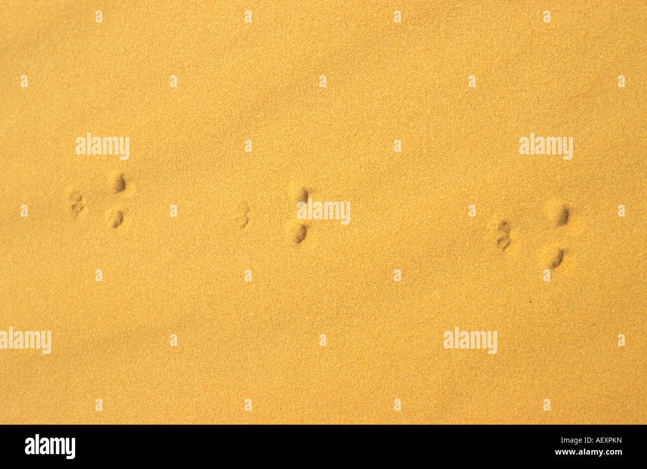 Mouse traces in Tadrart Acacus desert Sahara Lybia Stock Photo - Alamy