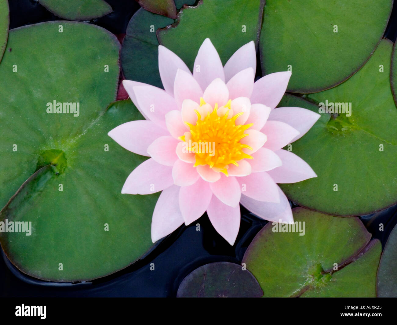 Water Lily Lilies in pond pool water Wild flower abstract concept idea ...