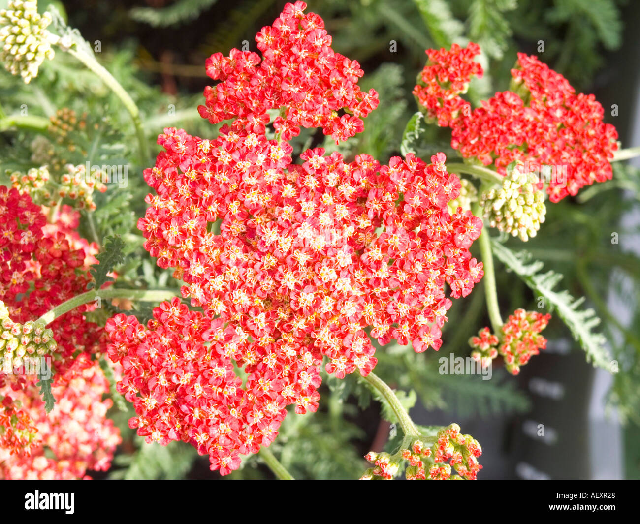 Wild flower abstract concept idea background ecology ecosystem ...