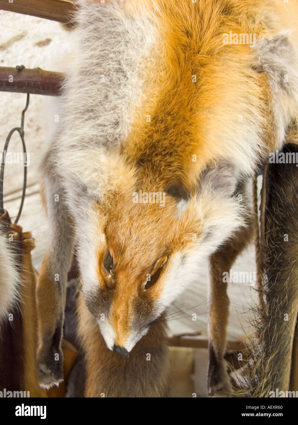 Leather processing process fox wolf handwork handmade animal ...