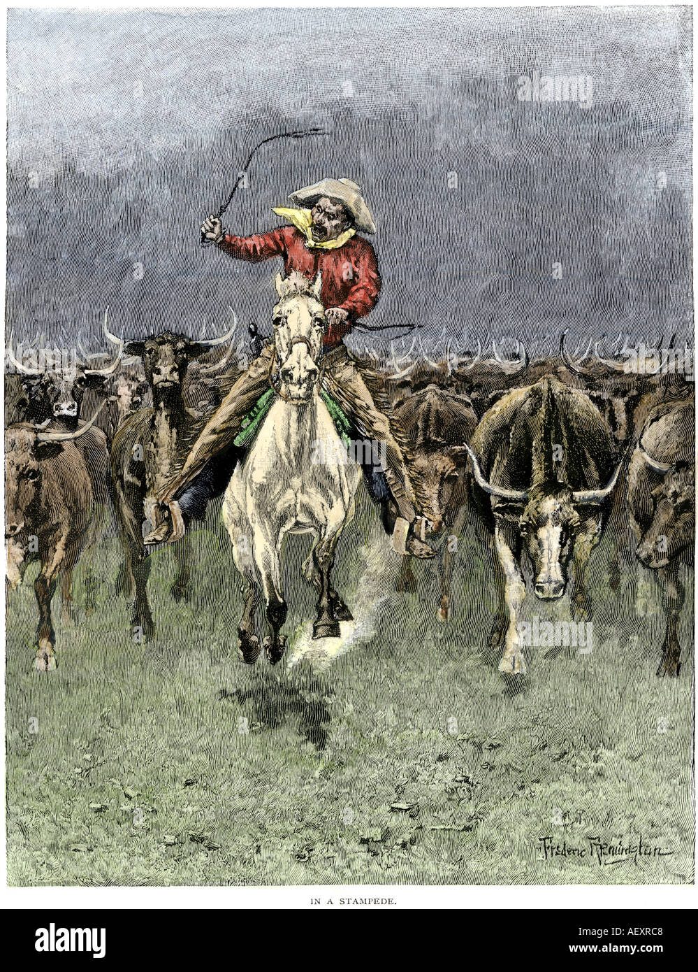 Cowboy and his horse caught in a cattle stampede 1800s. Hand-colored ...