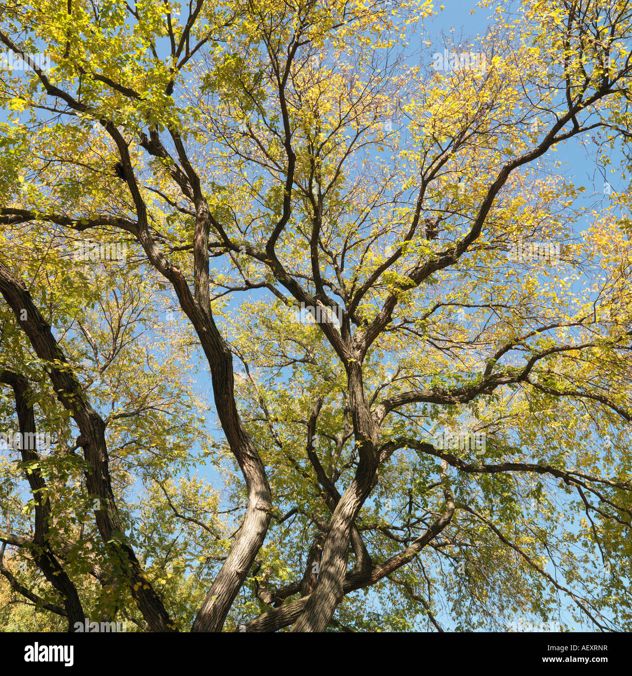 Tree with green leaves against blue sky Stock Photo - Alamy