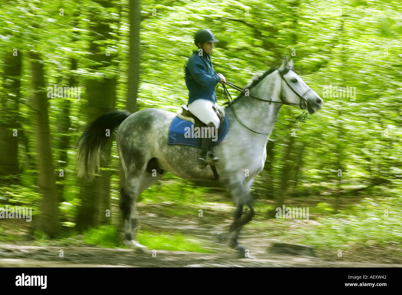Equestrian movement hi-res stock photography and images - Alamy