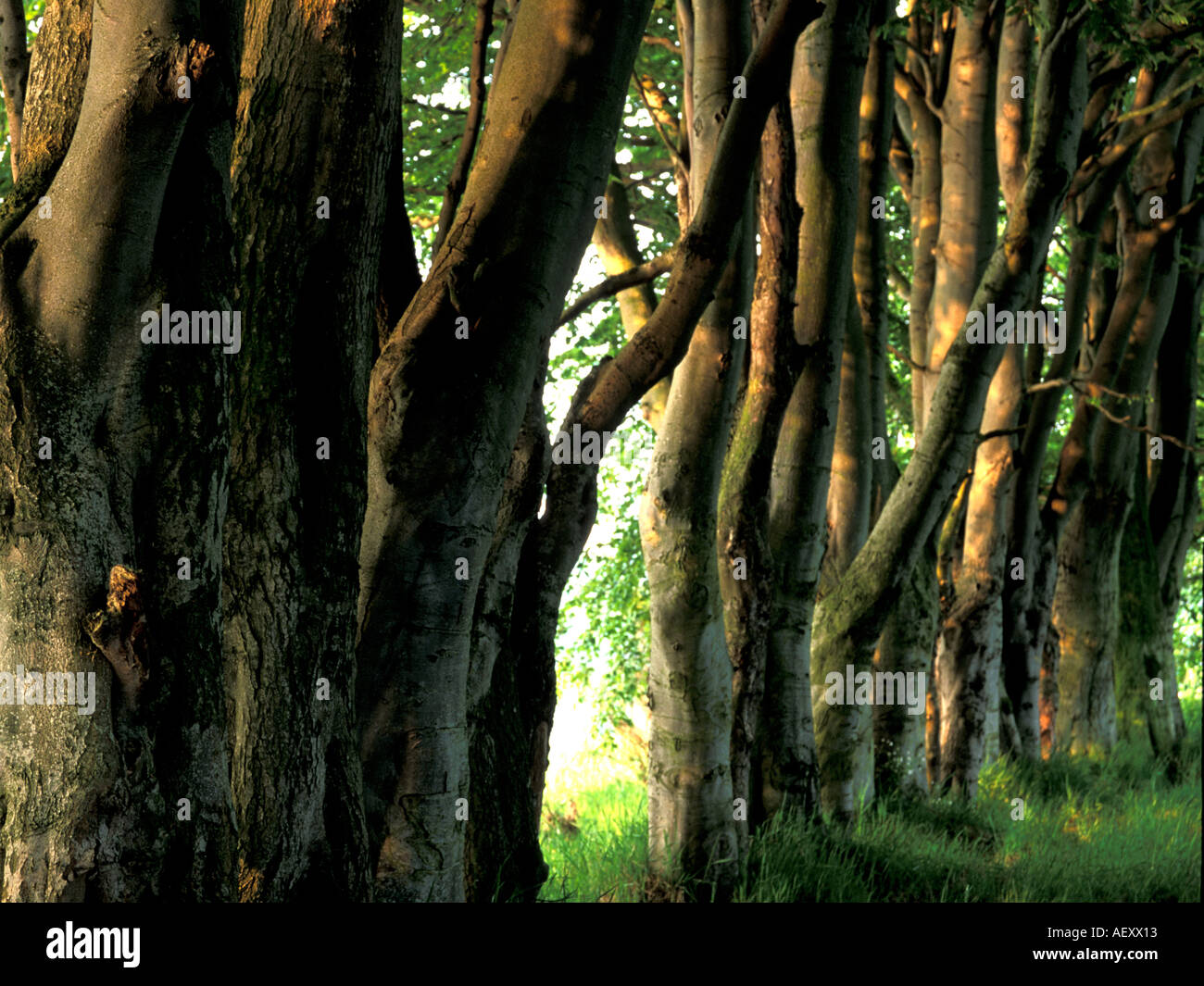 Landscape format image of dawn lit trees Stock Photo - Alamy