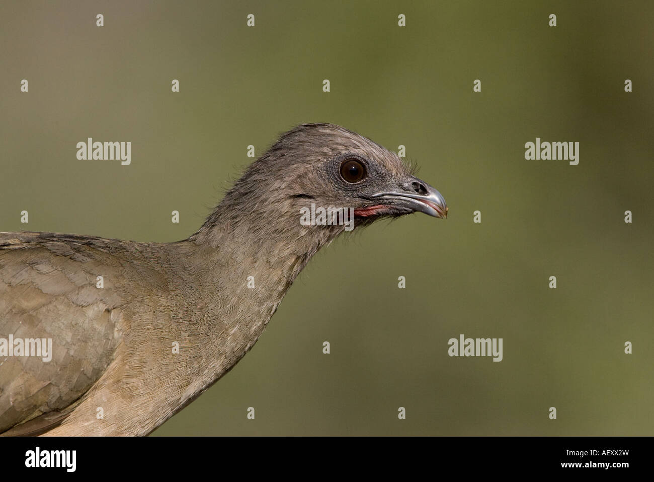 Chachalaca Portrait closeup Stock Photo - Alamy