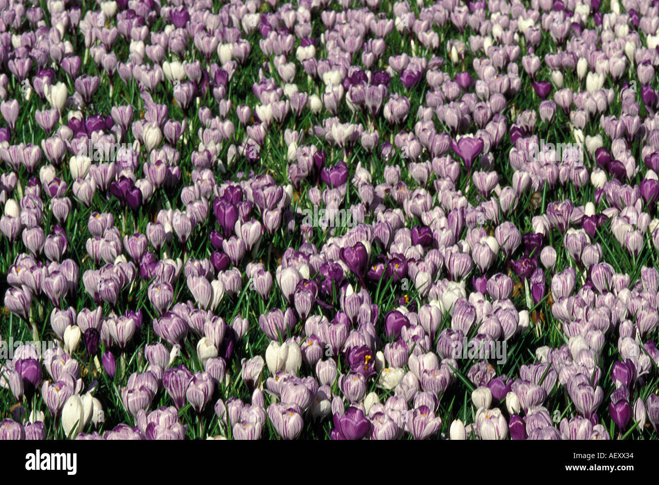 Full frame landscape format image of a vibrant purple and white crocus ...