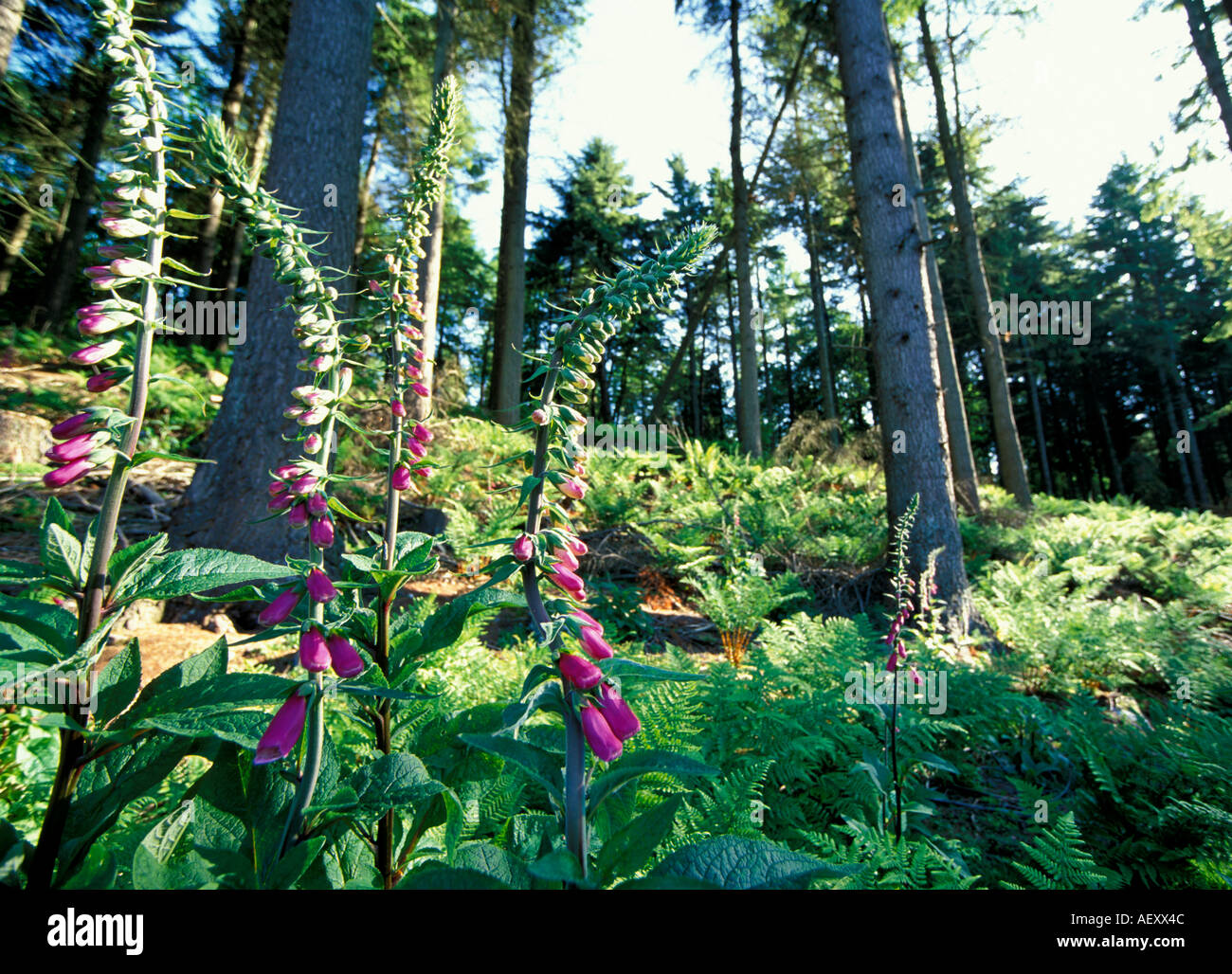 Landscape format image of a scottish forest with colourful foxgloves in ...