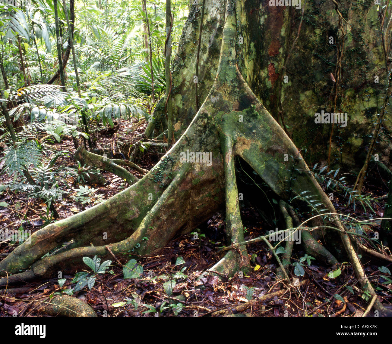 Tetepare solomon islands hi-res stock photography and images - Alamy