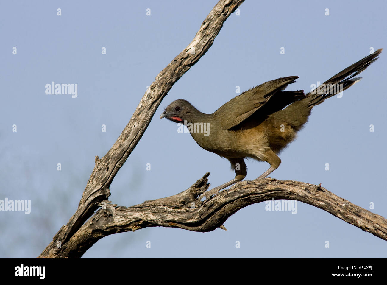 Chachalaca vetula hi-res stock photography and images - Alamy