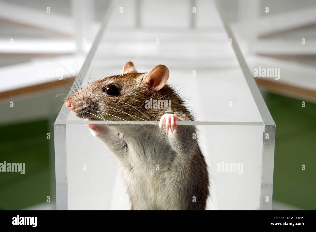 Psychology Experiment High Resolution Stock Photography and Images - Alamy