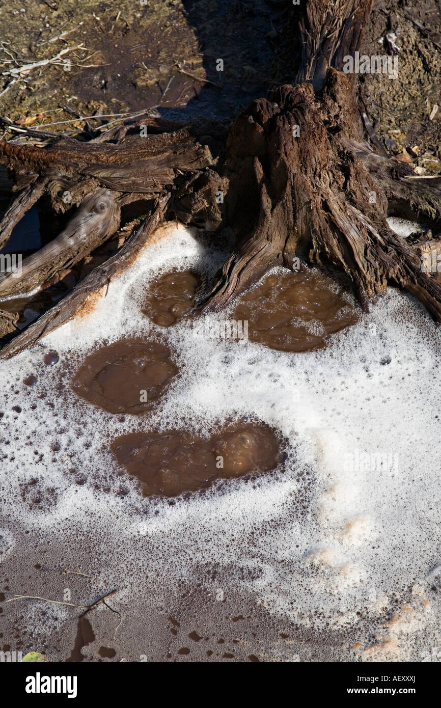 Volcanic vent spring releasing carbon dioxide in national nature ...