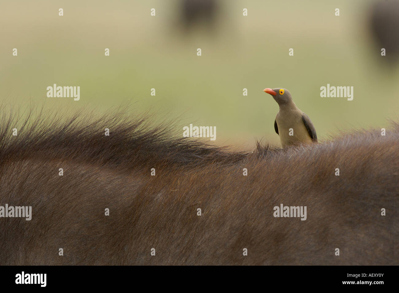 Red billed Oxpecker Buphagus erythrorhynchus perched on buffalo Masai ...