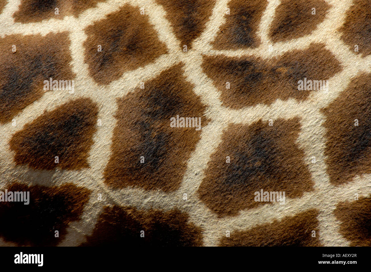 Reticulated Giraffe Giraffa camelopardalis reticulata Kenya close up of ...