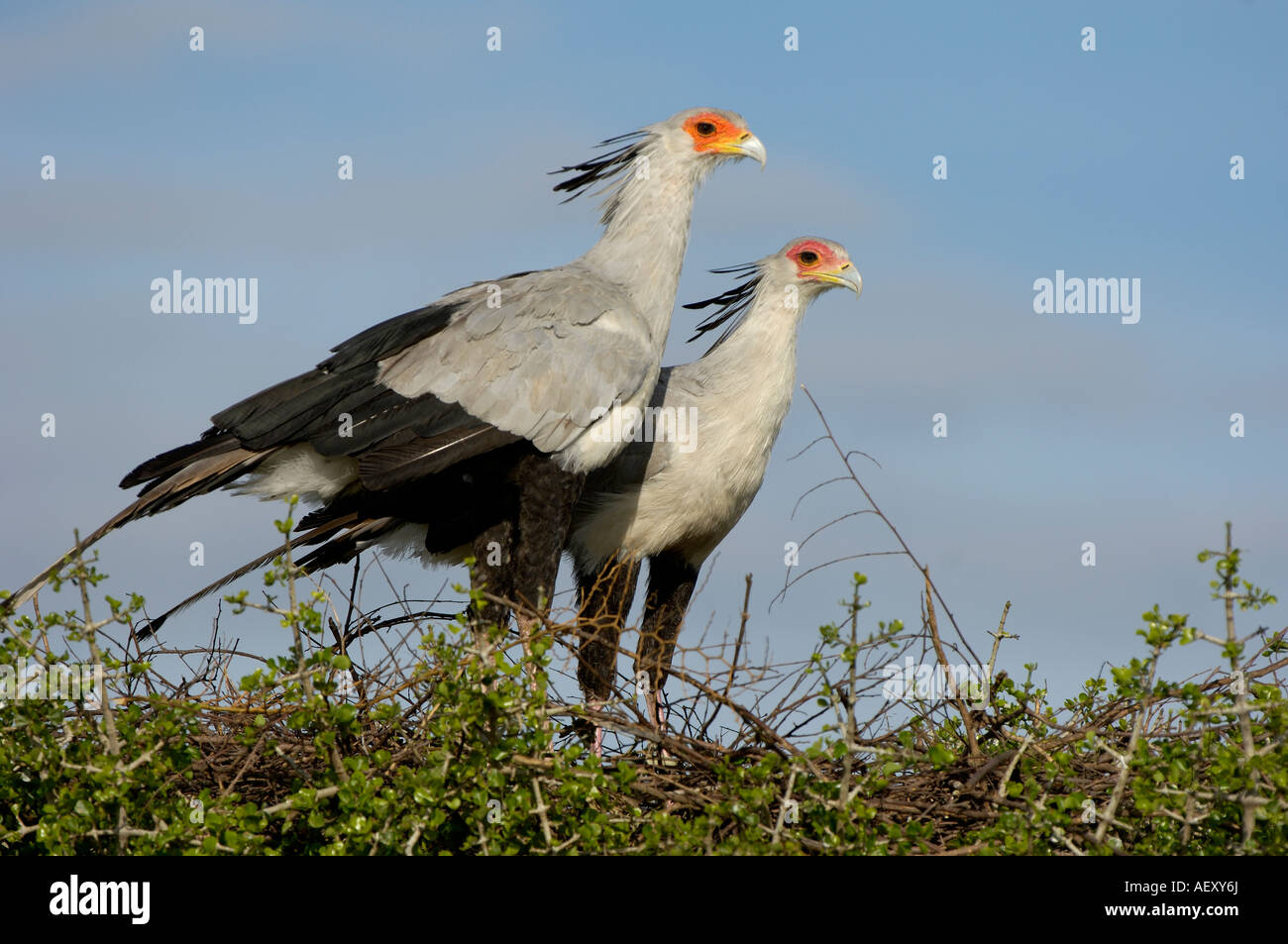 Secretarybird Sagittarius serpentarius Masai Mara Kenya male and female ...