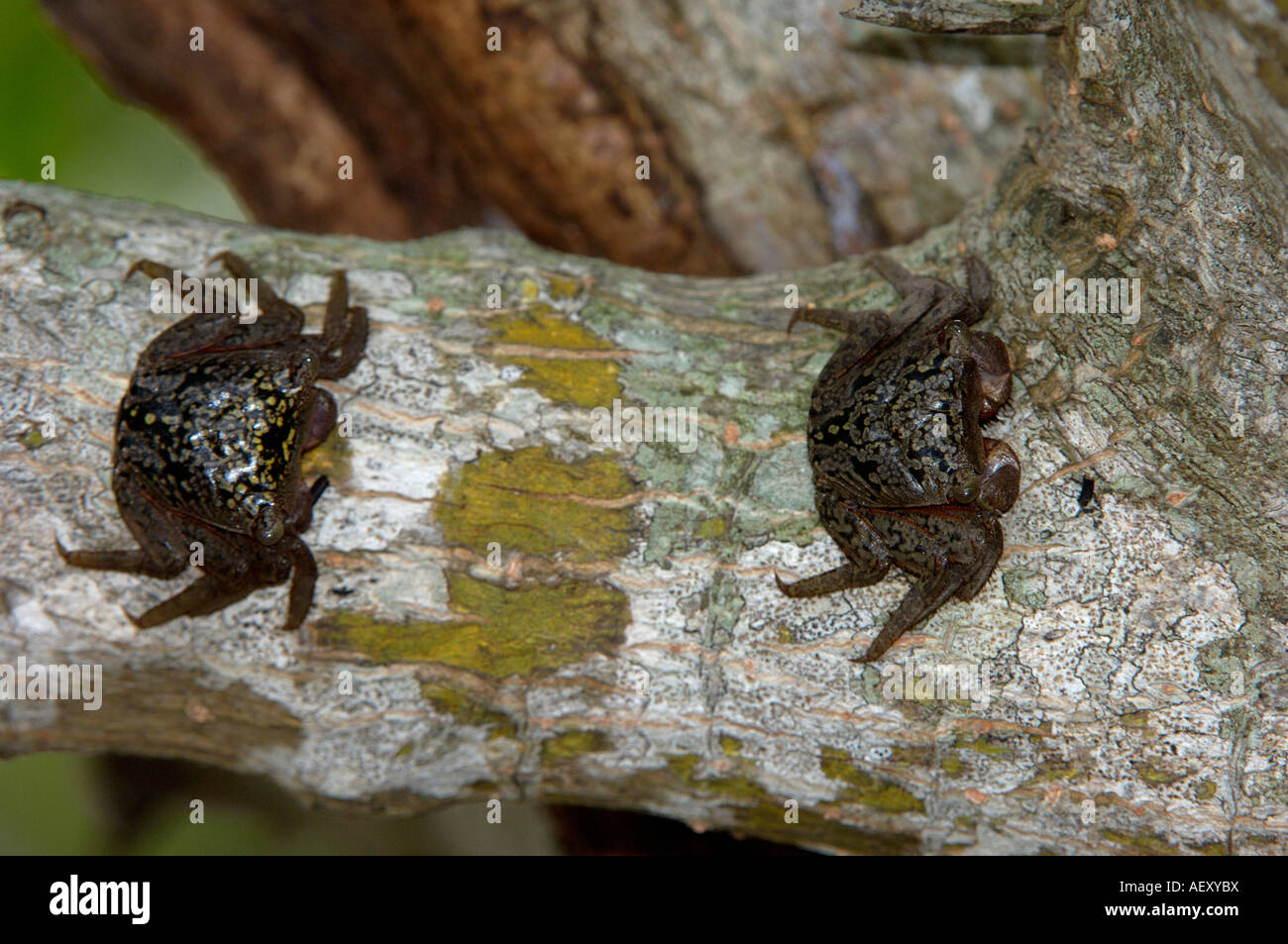 Mangrove Tree Crab Aratus pisonii Florida USA on mangrove tree branch ...