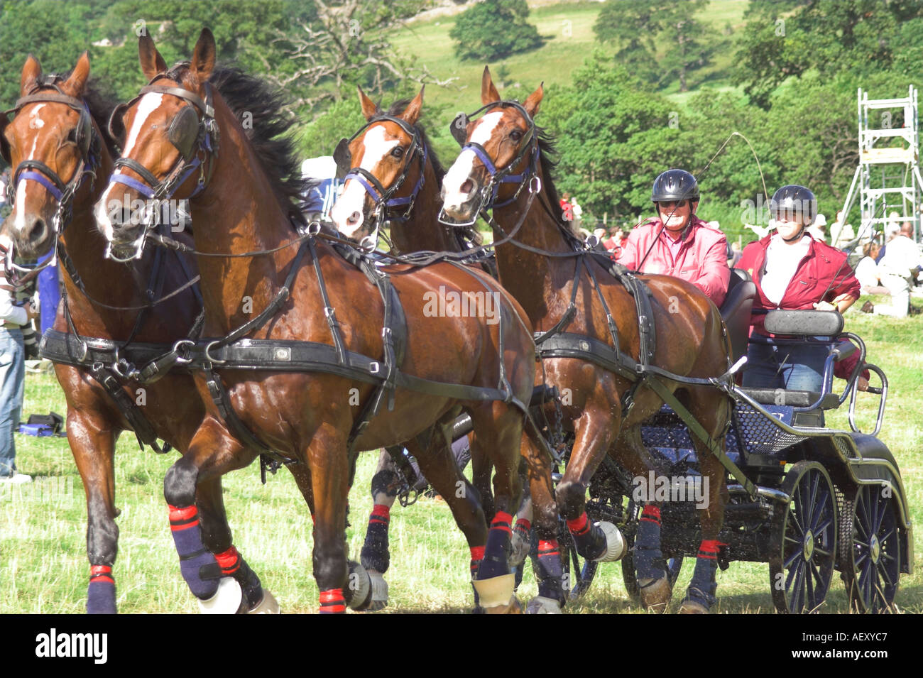 Dutch cross team hi-res stock photography and images - Alamy