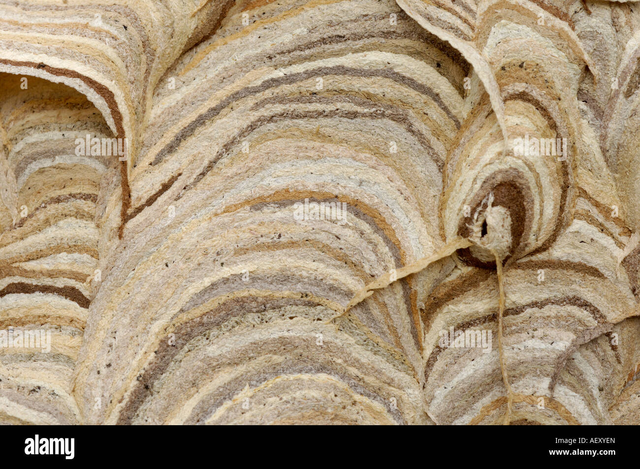 Common Wasp Vespula vulgaris nest close up detail showing patterns in ...
