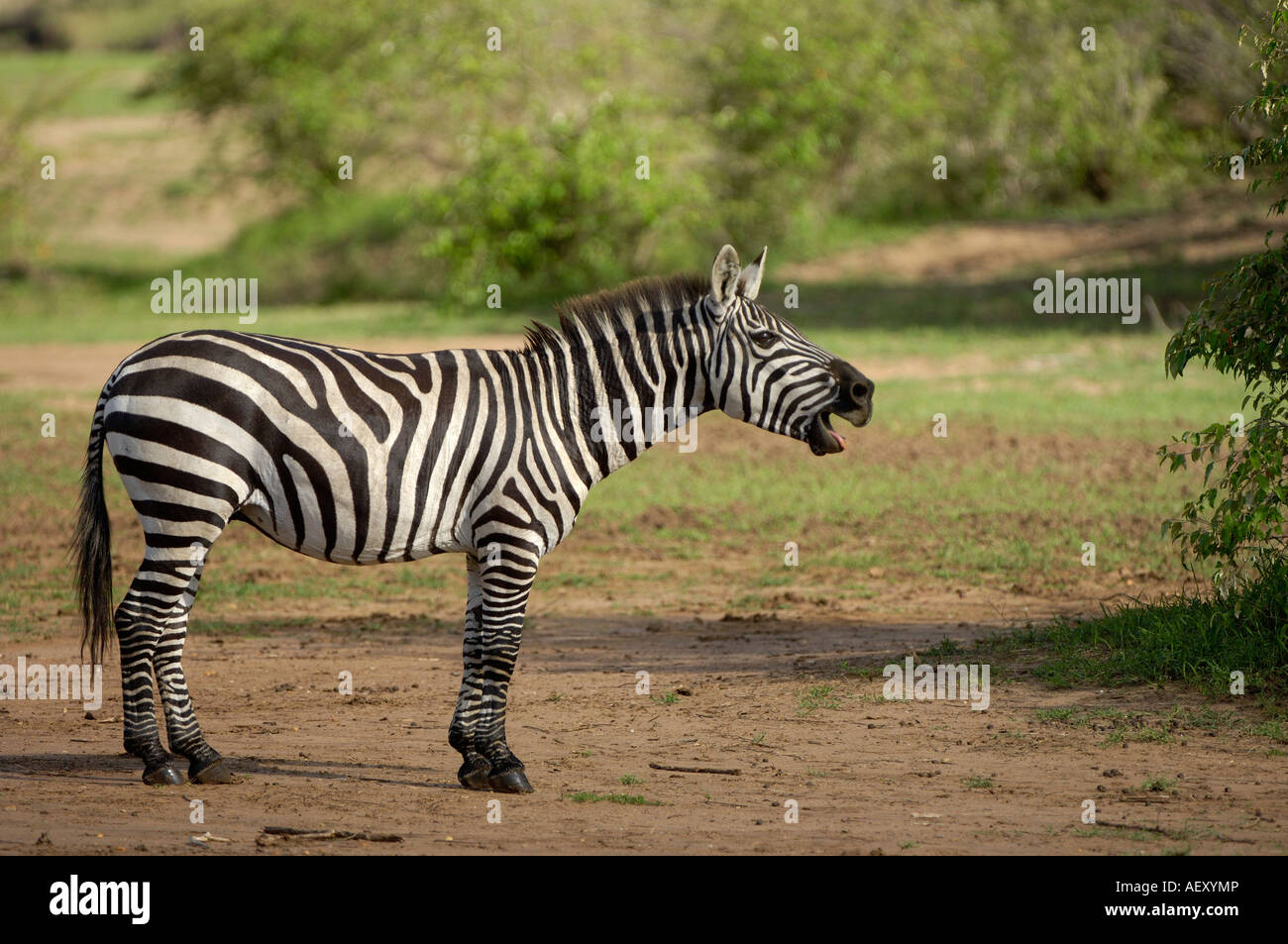 Common Zebra Equus quagga Masai Mara Kenya calling for its foal Stock ...