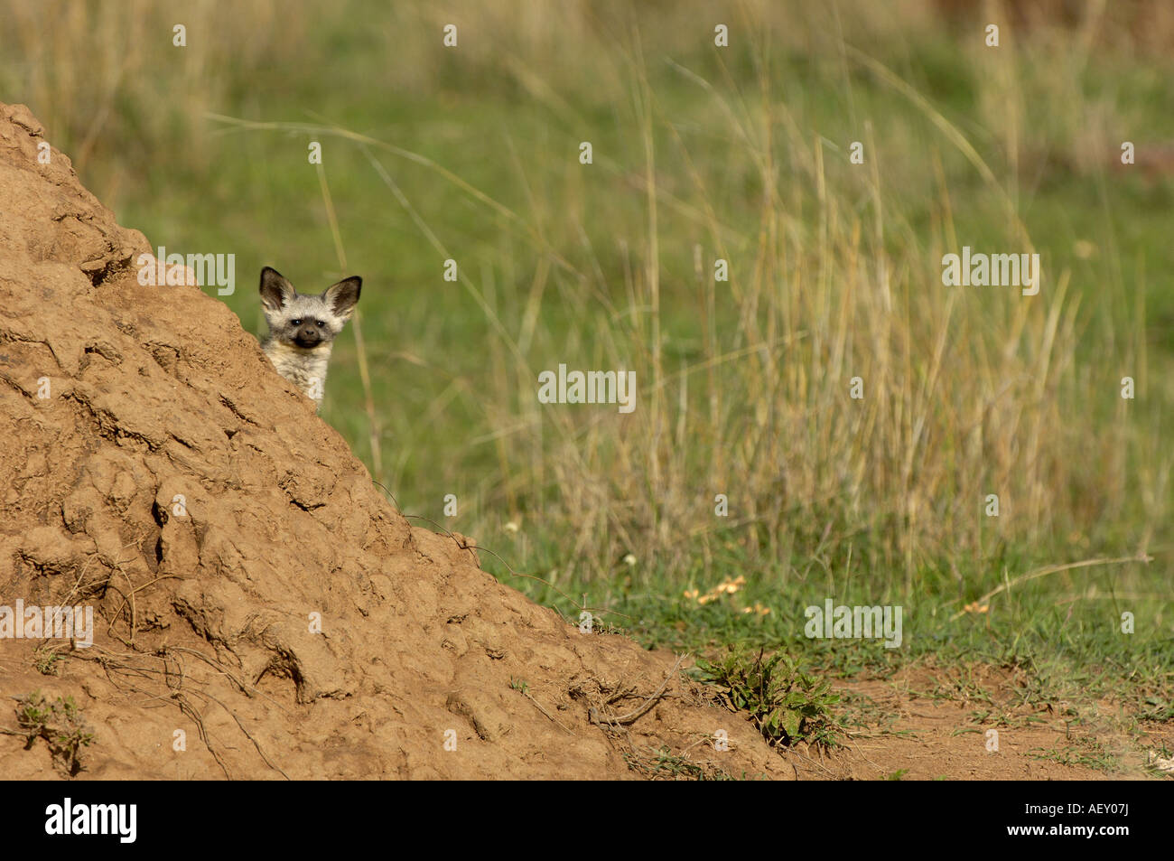 Bat eared fox peering hi-res stock photography and images - Alamy