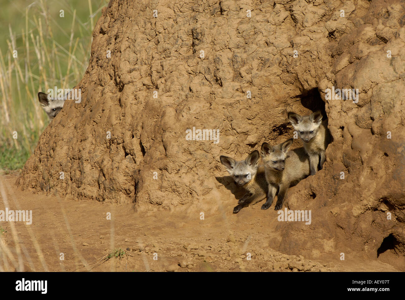 Bat eared Fox Otocyon megalotis Masai Mara Kenya cubs in termite mound ...