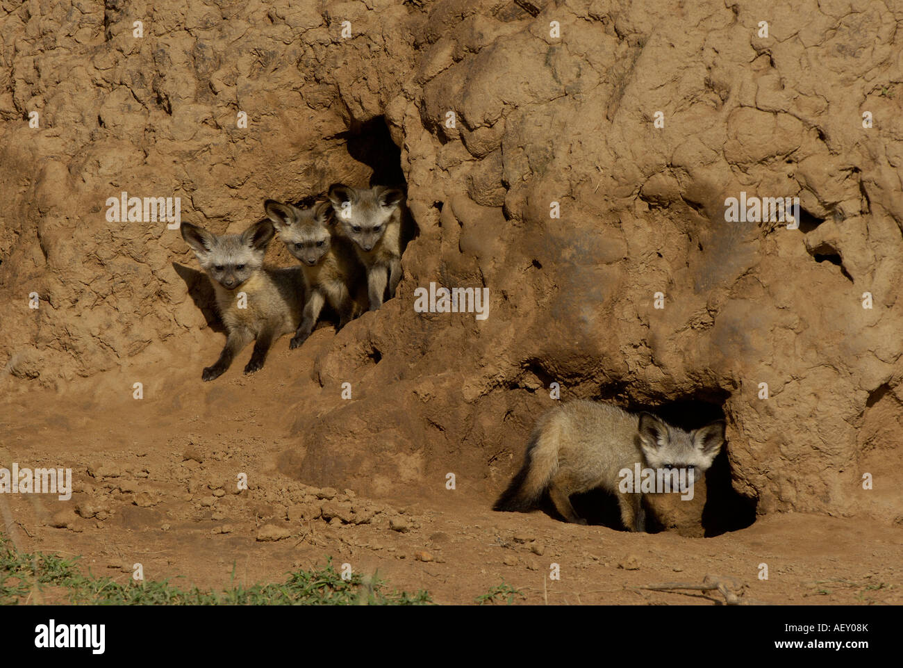 Bat eared Fox Otocyon megalotis Masai Mara Kenya cubs in termite mound ...