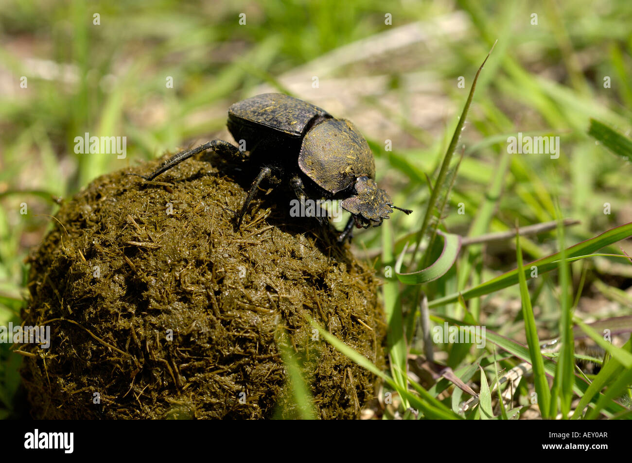 Spider Dung Beetle Sisyphus sp Masai Mara Kenya rolling ball of fresh ...
