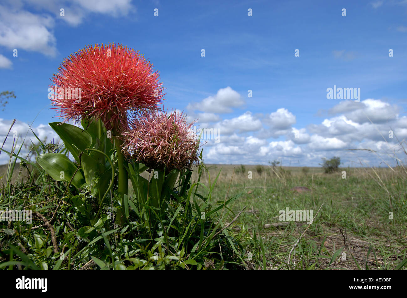 Fireball Lily Scadoxus multiflorus Masai Mara Kenya Stock Photo - Alamy