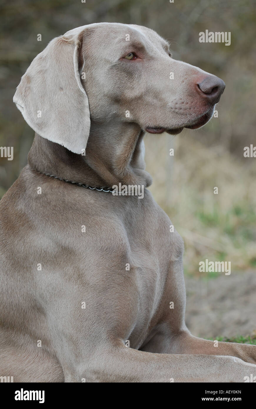 Weimaraner headshot hi-res stock photography and images - Alamy