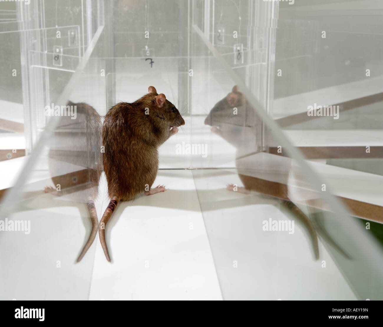 Lab Rat in psychology experiment glass maze in a science laboratory ...