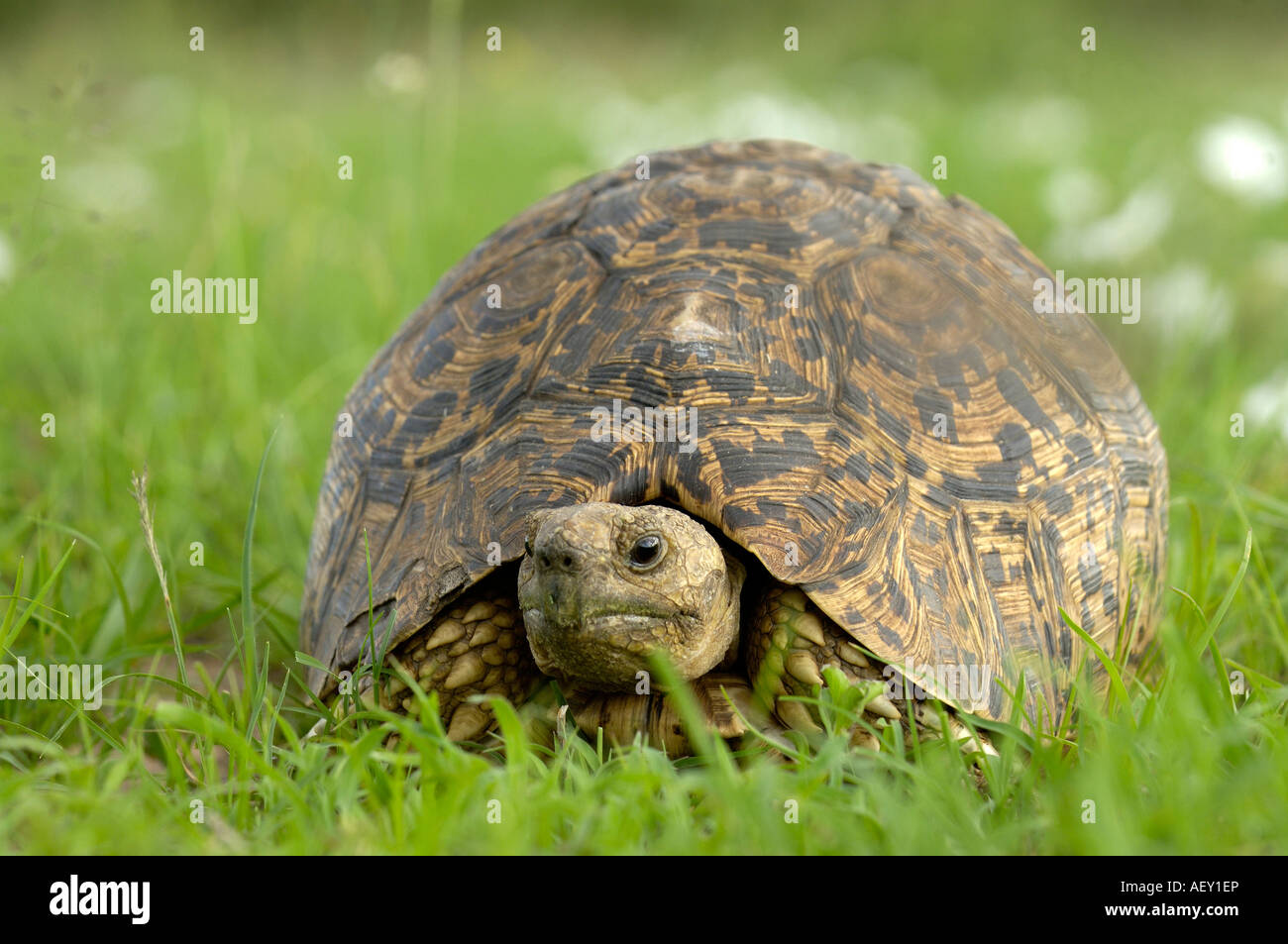 Leopard Tortoise Geochelone pardalis Masai Mara Kenya Stock Photo - Alamy
