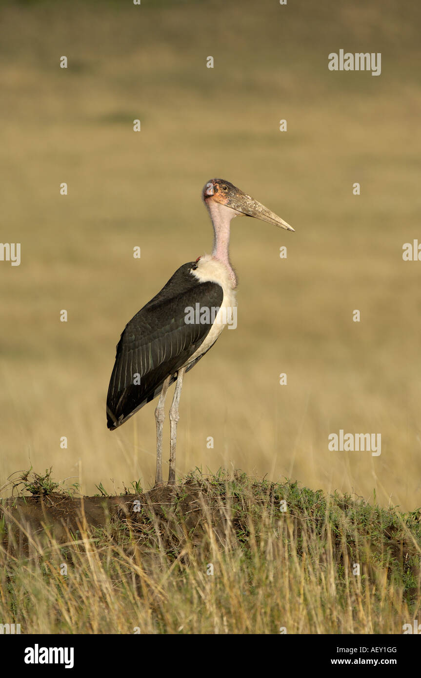 Marabou Stork Leptoptilos crumeniferus Masai Mara Kenya Stock Photo - Alamy