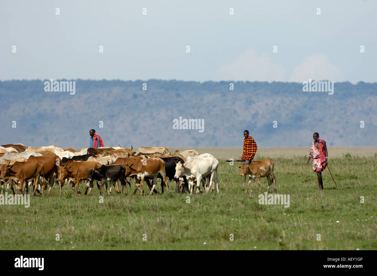 Masai cattle farmers hi-res stock photography and images - Alamy
