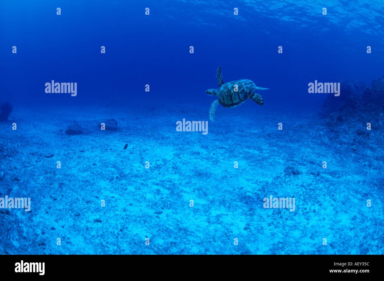 Turtle near Saipan Is SAIPAN Stock Photo - Alamy