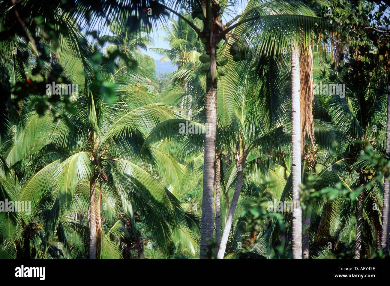 Palm Tree Forest Gingoog MINDANAO PHILIPPINES Stock Photo - Alamy