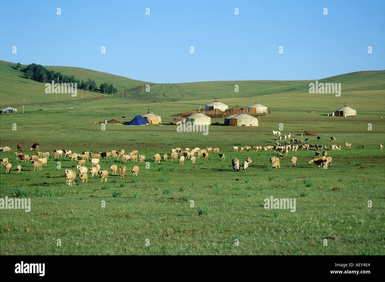 Sheep mongolia hi-res stock photography and images - Alamy