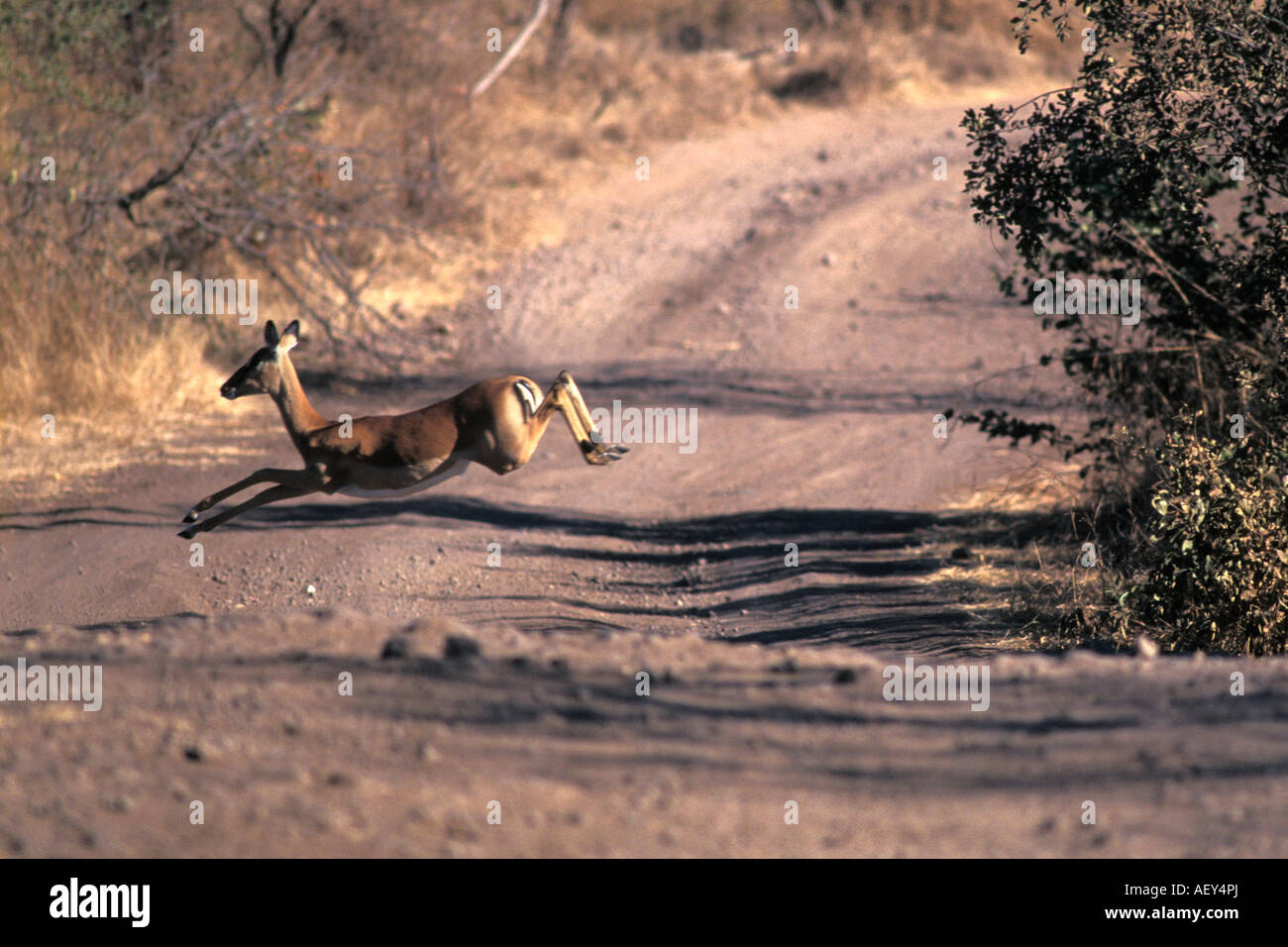 Impala on the road hi-res stock photography and images - Alamy