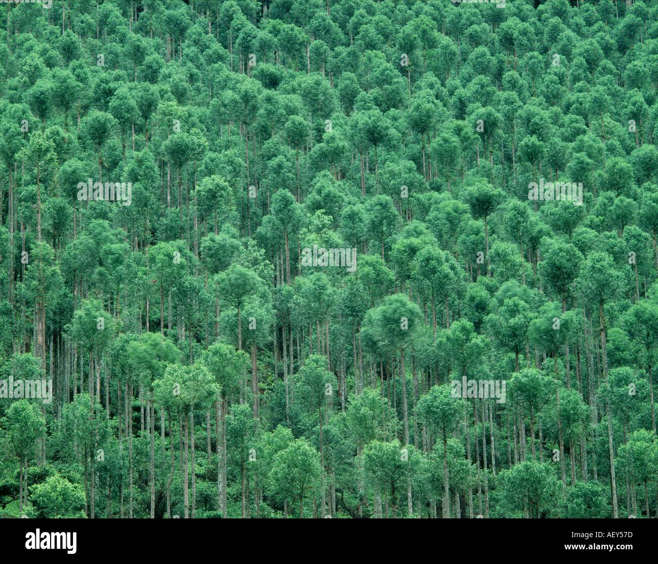 Kitayama kyoto hi-res stock photography and images - Alamy