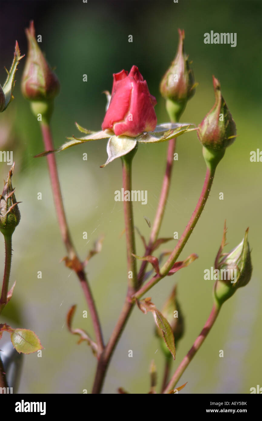 Pink Rose and Buds Stock Photo - Alamy