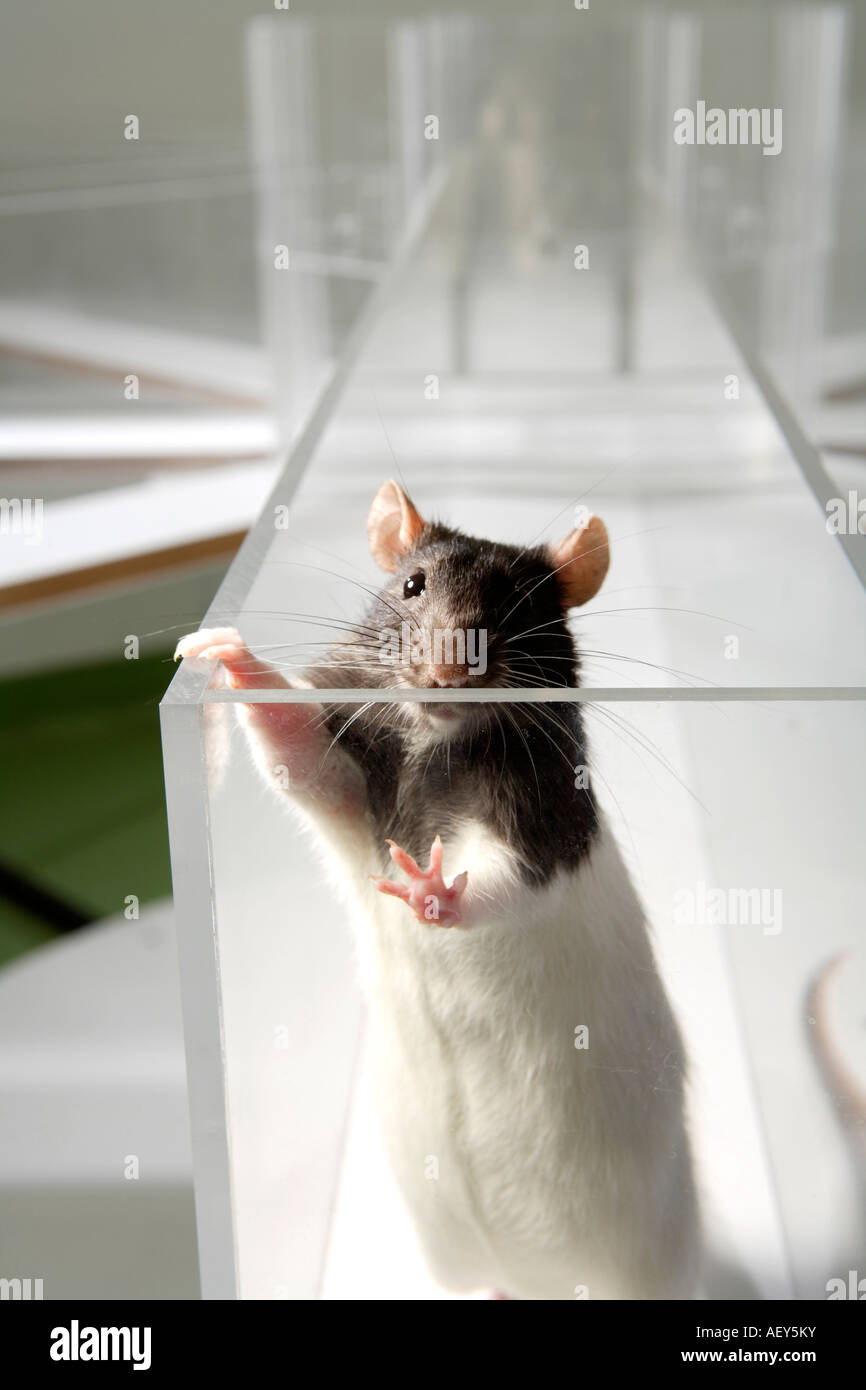 Science psychology hi-res stock photography and images - Alamy