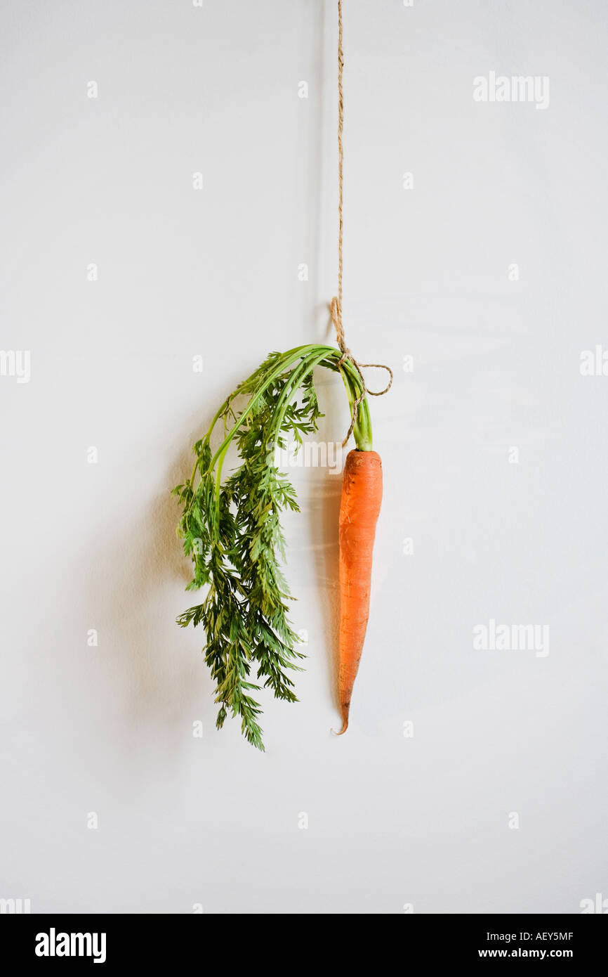 Dangling carrot hi-res stock photography and images - Alamy