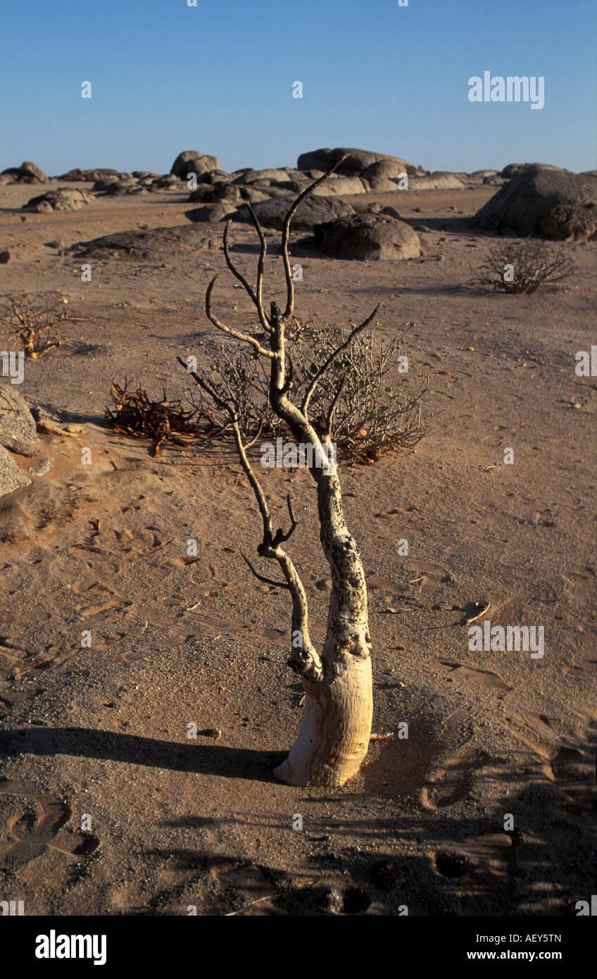 Gobabeb Desert High Resolution Stock Photography and Images - Alamy