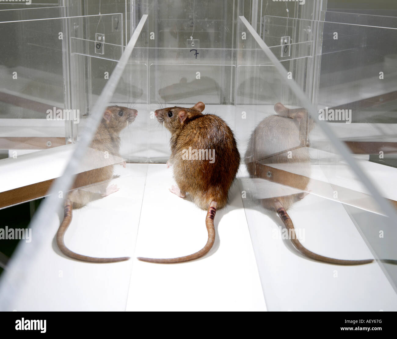 Lab Rat in psychology experiment glass maze in a science laboratory ...
