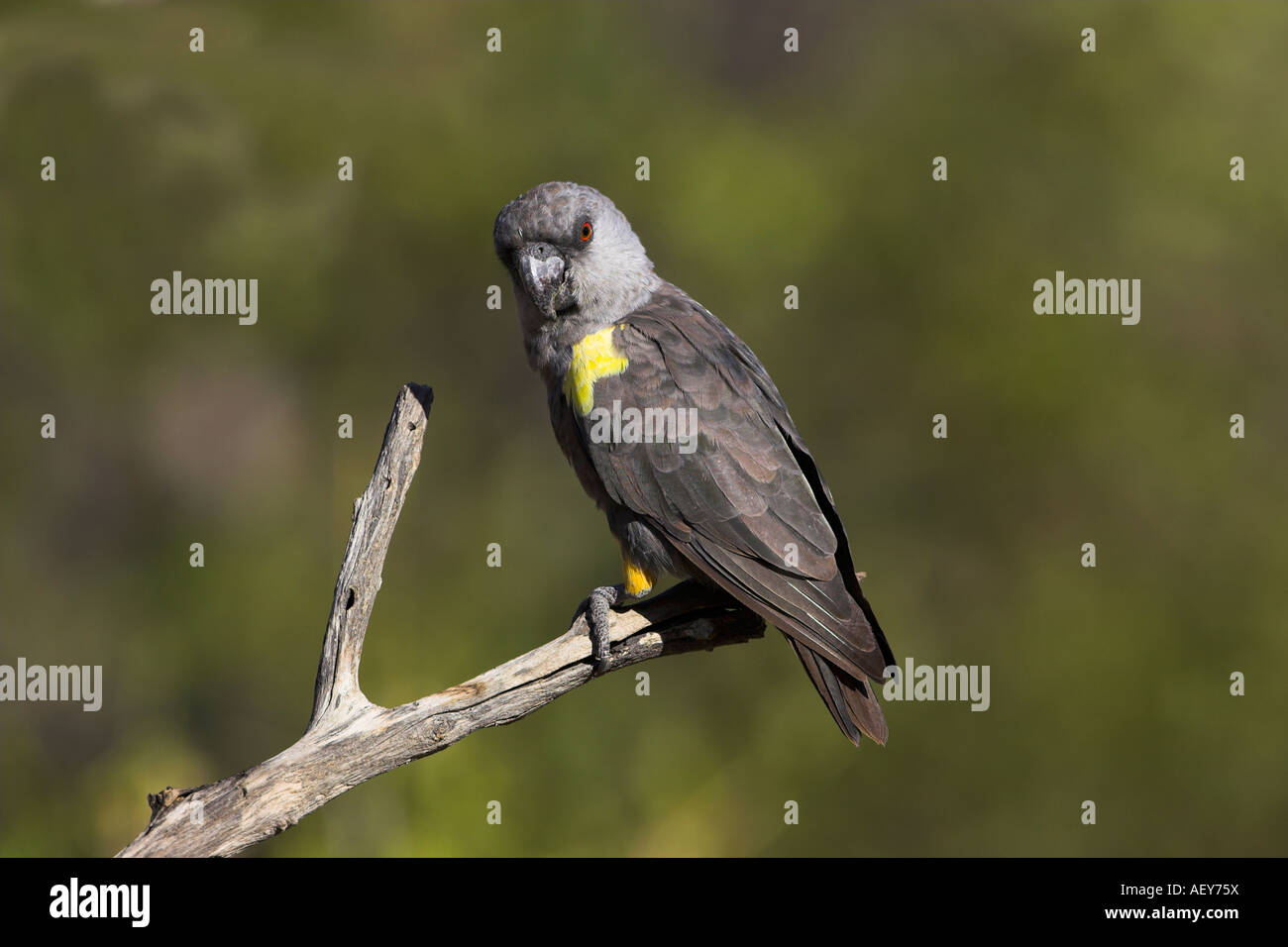 Ruppells Parrot Parrot Puicephalus rueppellii perching Huab Valley ...